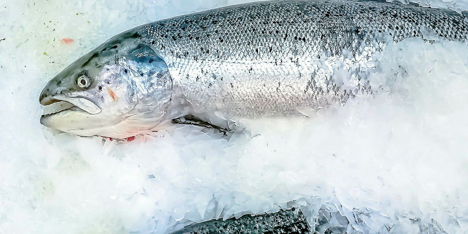 US Atlantic salmon imports rise through August | IntraFish.com