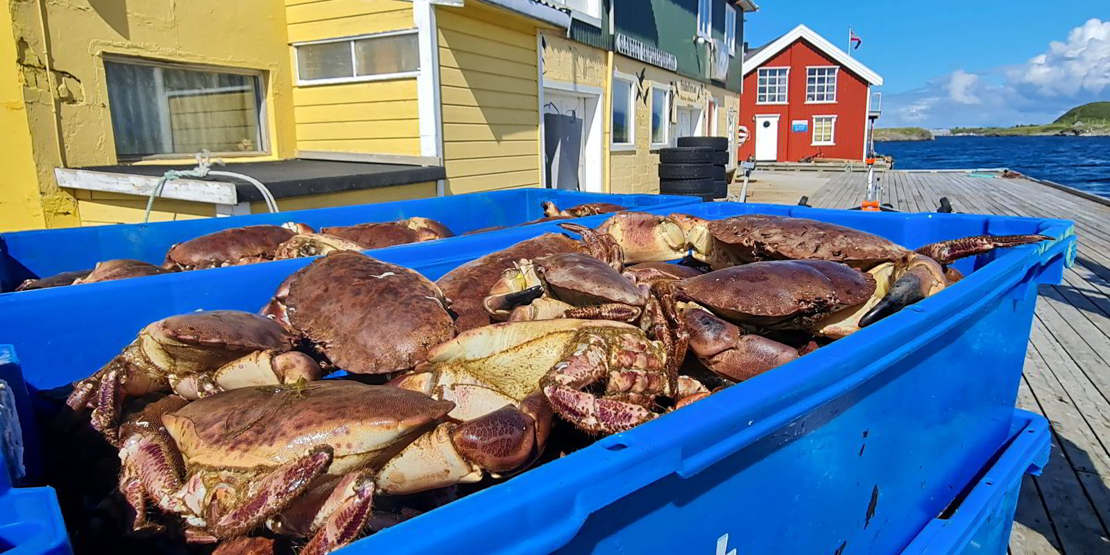 Høyere priser trekker flere båter til taskekrabbefisket | Fiskeribladet
