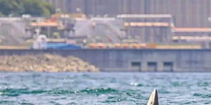 Whale visits Dapeng LNG terminal | Upstream Online