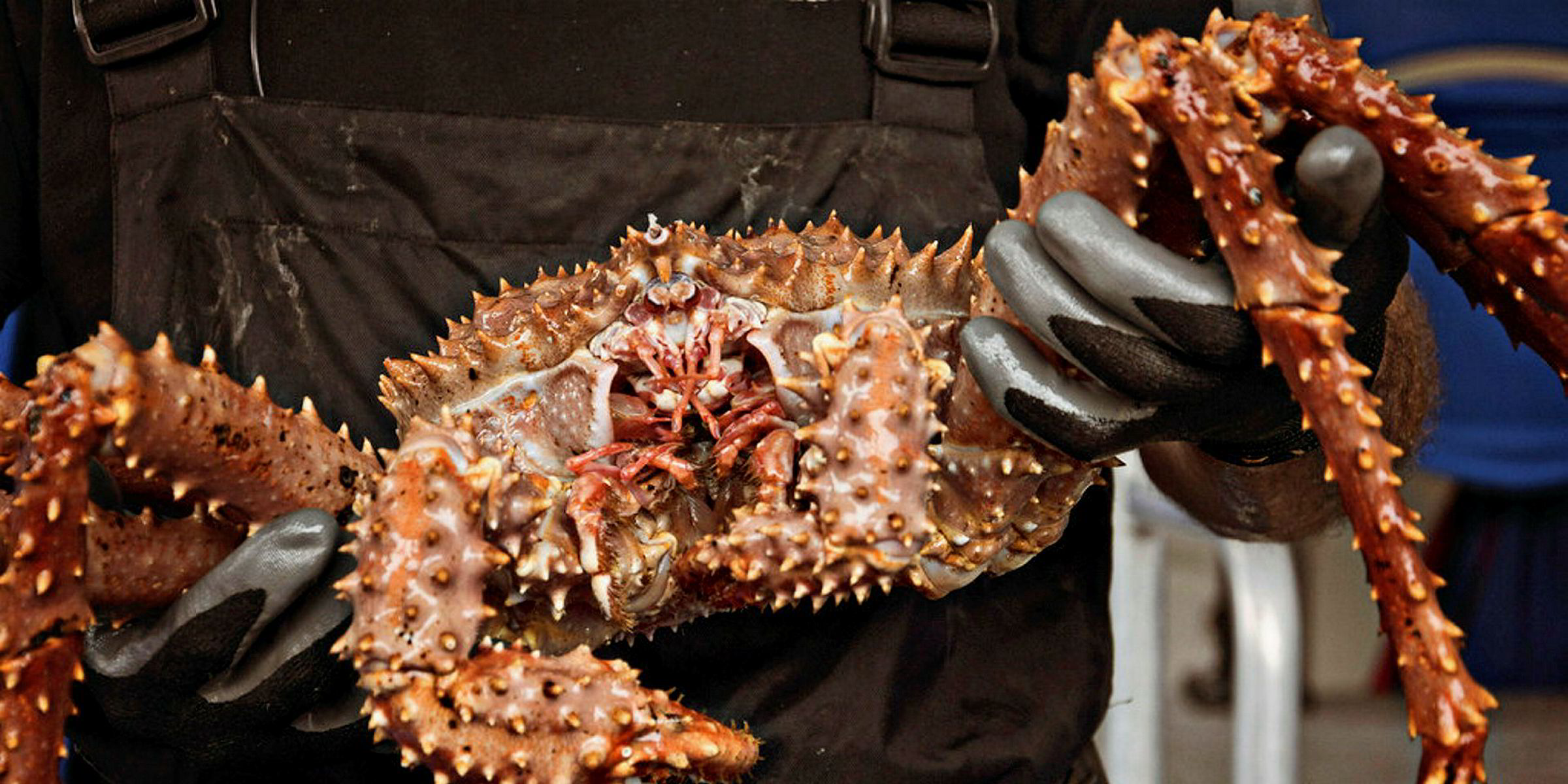 Russian red king crab fishery gets MSC stamp | IntraFish.com