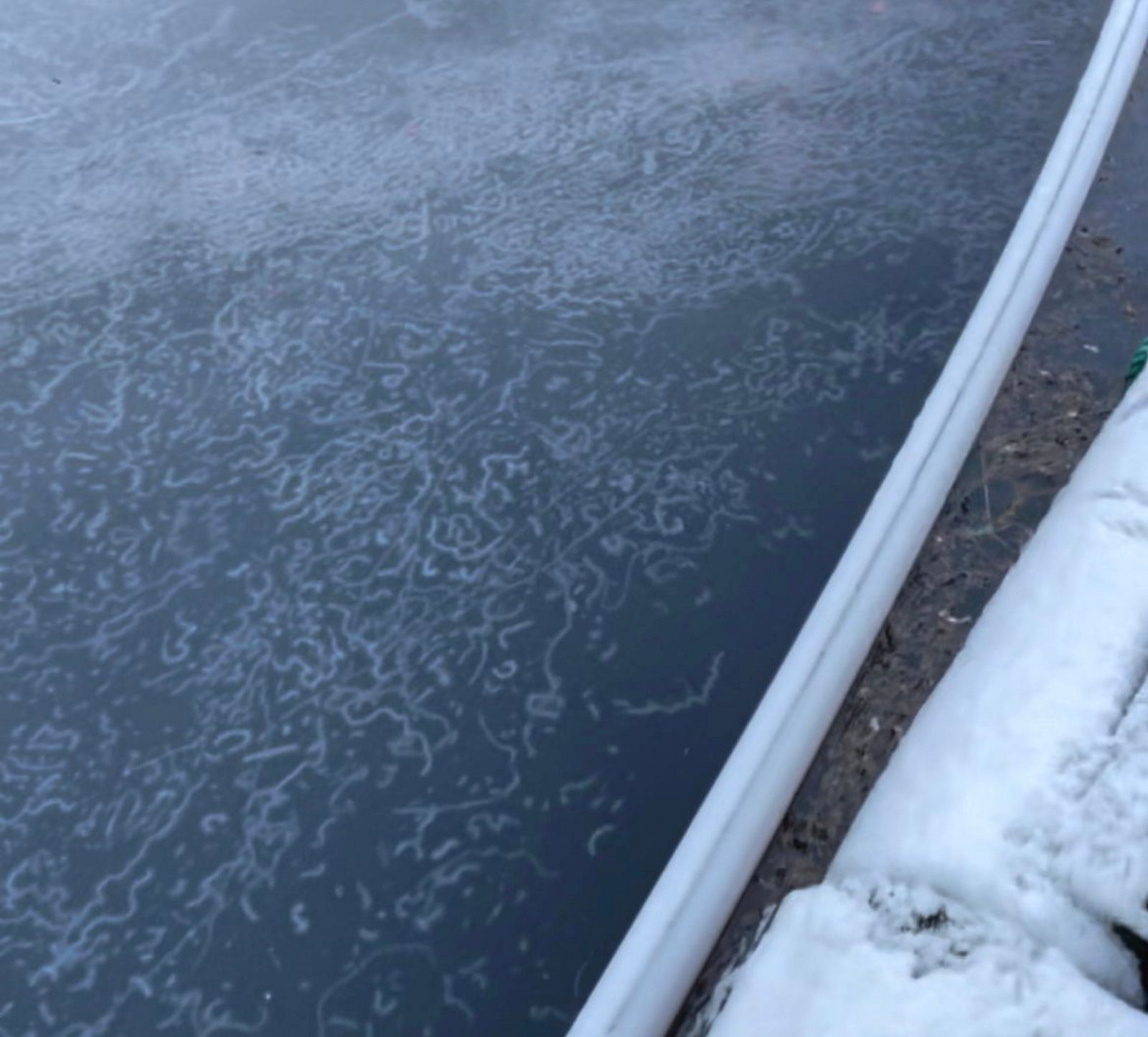 Havforskningsinstituttet: – De ansatte fikk sjokk av synet som møtte dem på anlegget | Fiskeribladet