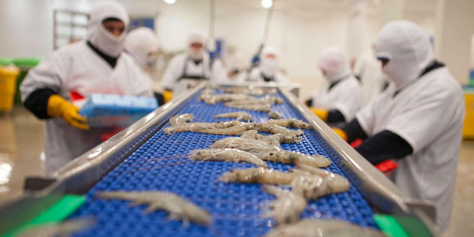 Ecuador shrimp prices hit more than three-year high | IntraFish.com