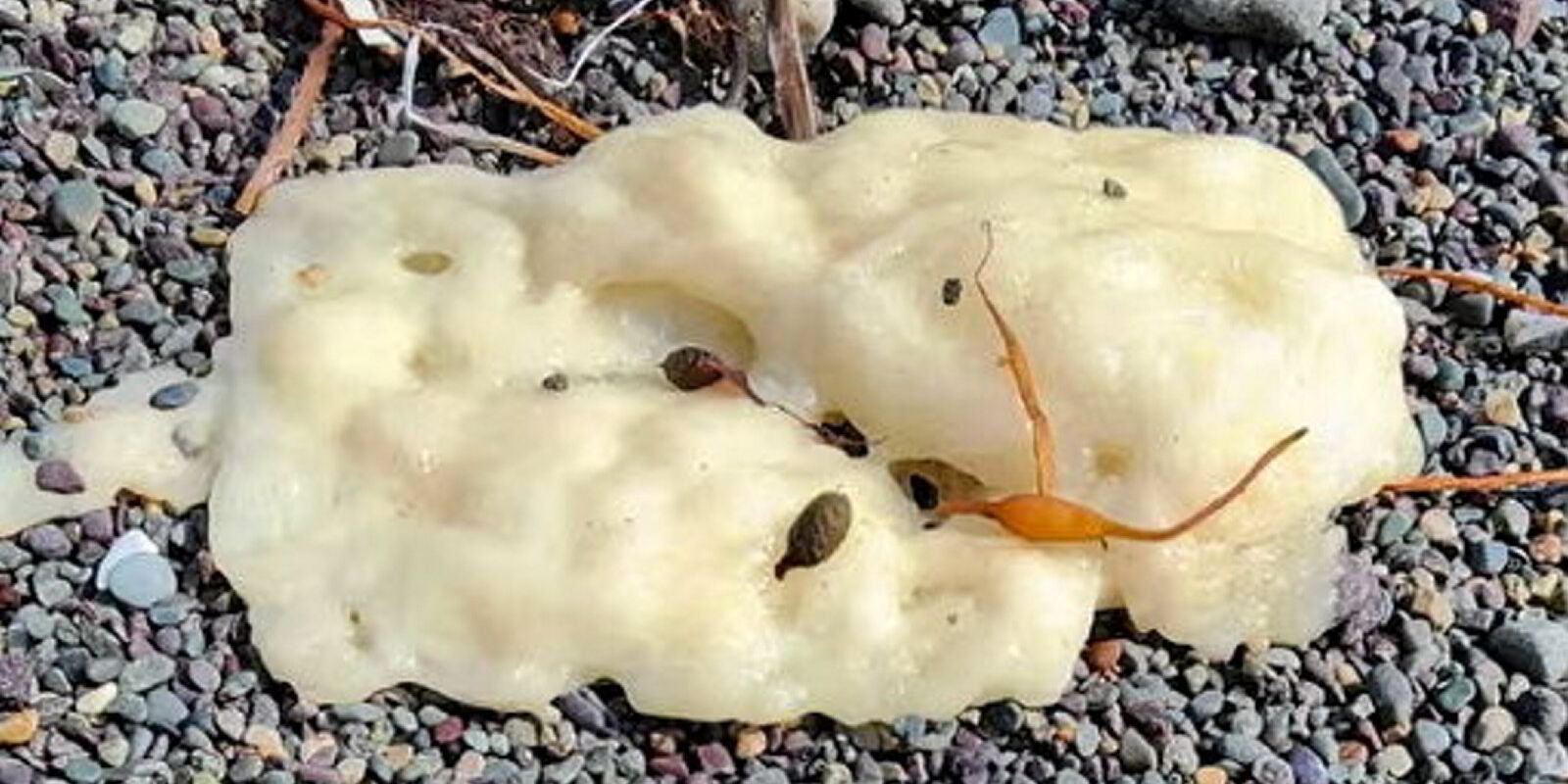 Is shipping responsible for mysterious ‘gooey blobs’ washing up in Canada? | TradeWinds