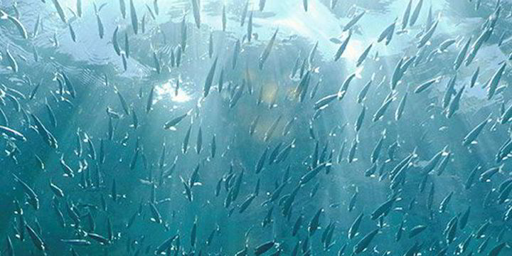 Peruvian anchovy season nears completion | IntraFish.com