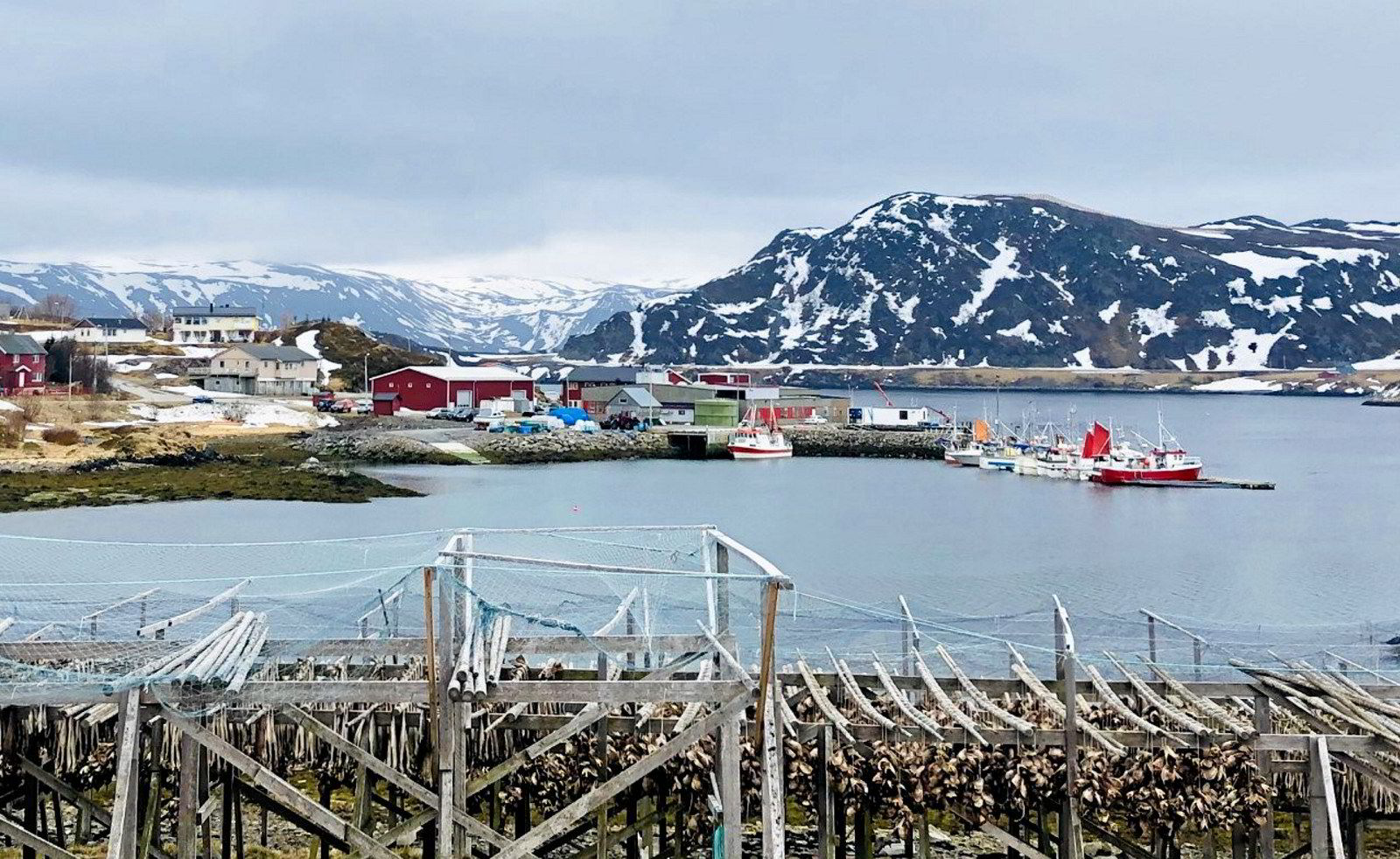 Mikal Solhaug håper fangst av levende snøkrabbe skal gi lys i husan på ...