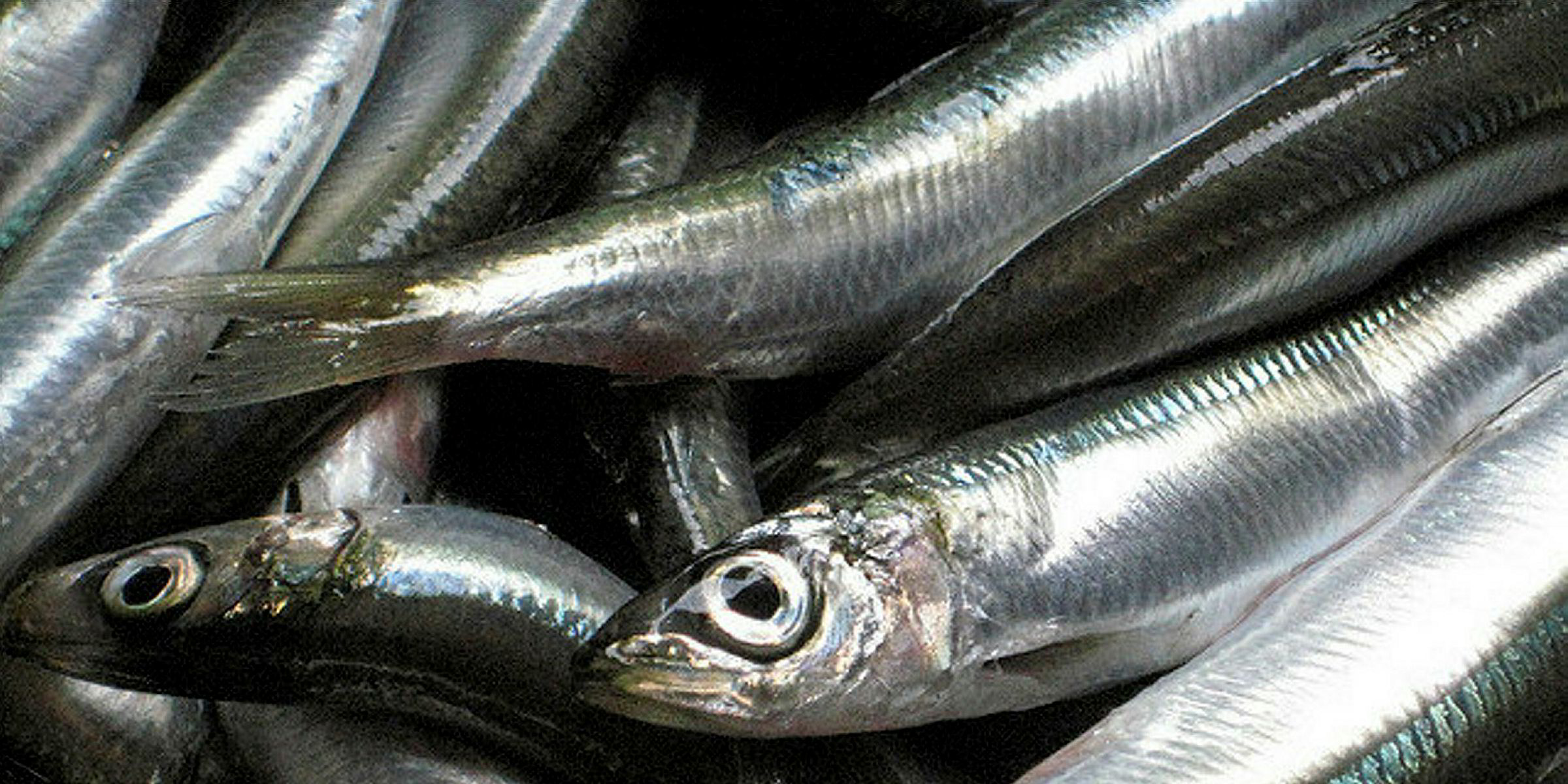 CP Foods helps draft FIP action plan for sardine fishery | Intrafish