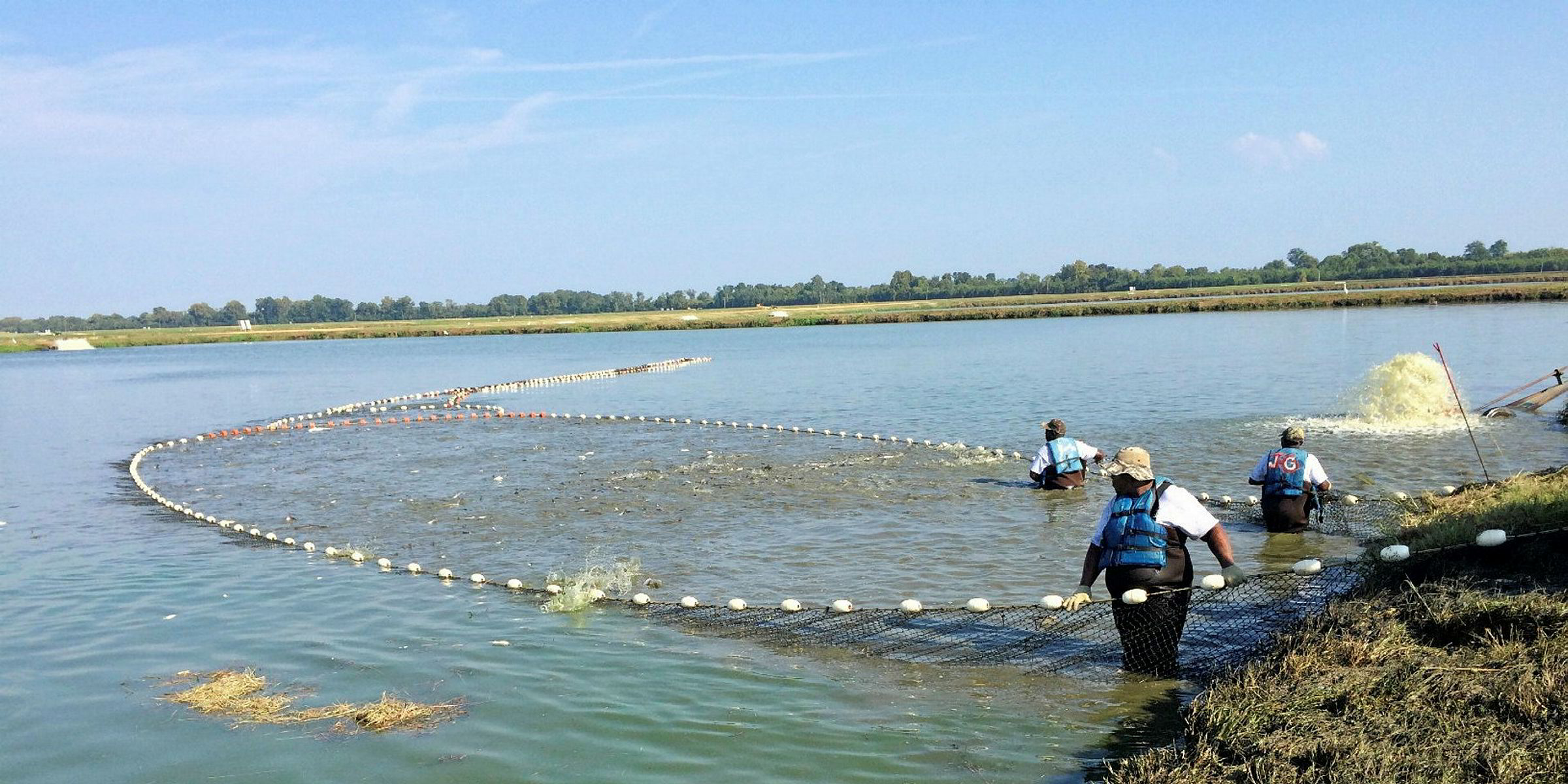 US catfish production sees 17% jump | IntraFish.com