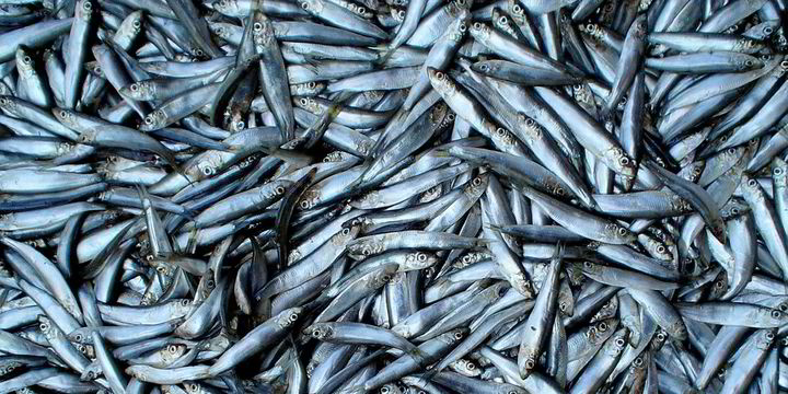 Baltic Sea sprat ranked 'best choice' by MCS | IntraFish.com