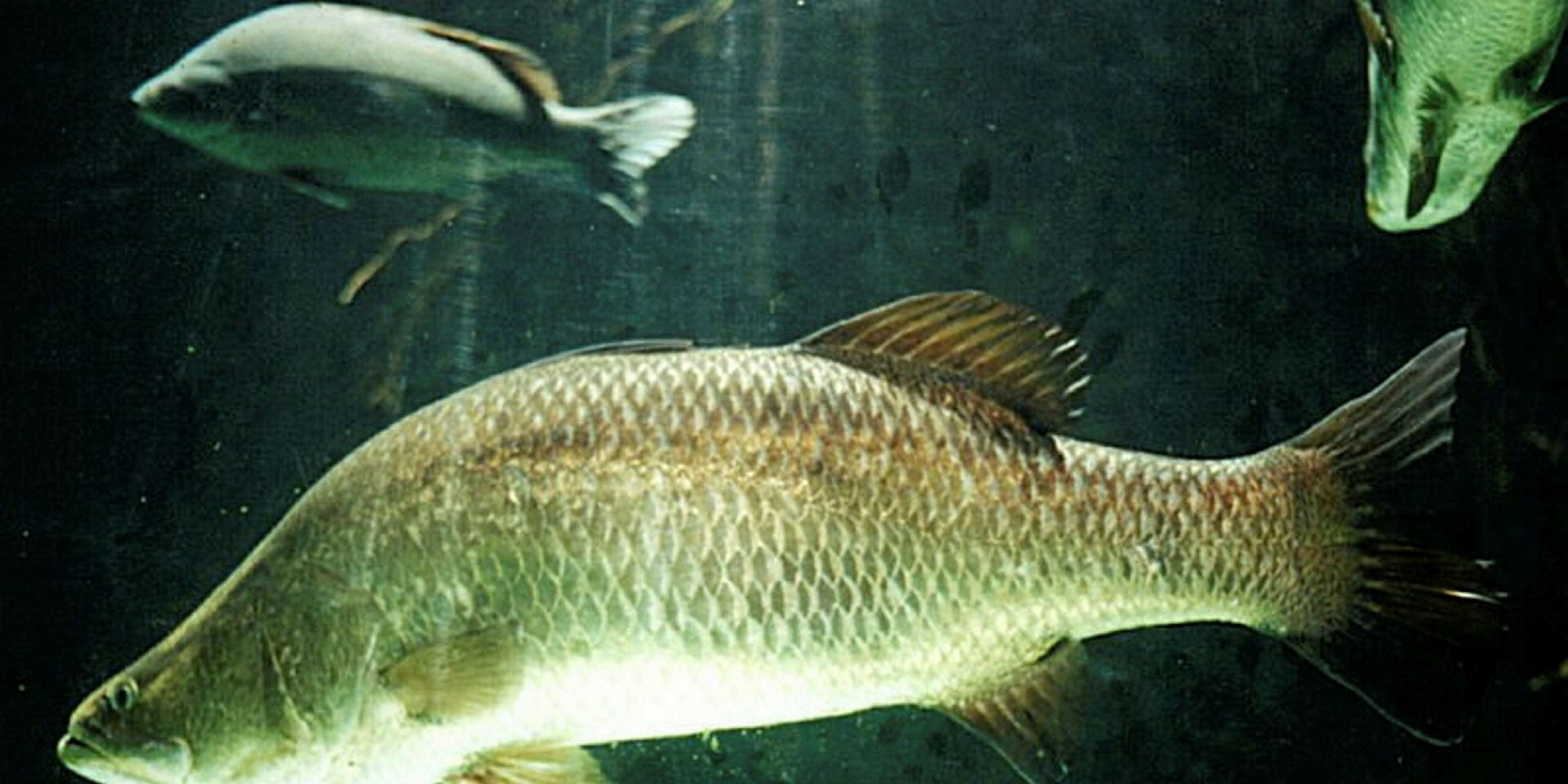 Indonesia starts developing offshore aquaculture | IntraFish.com