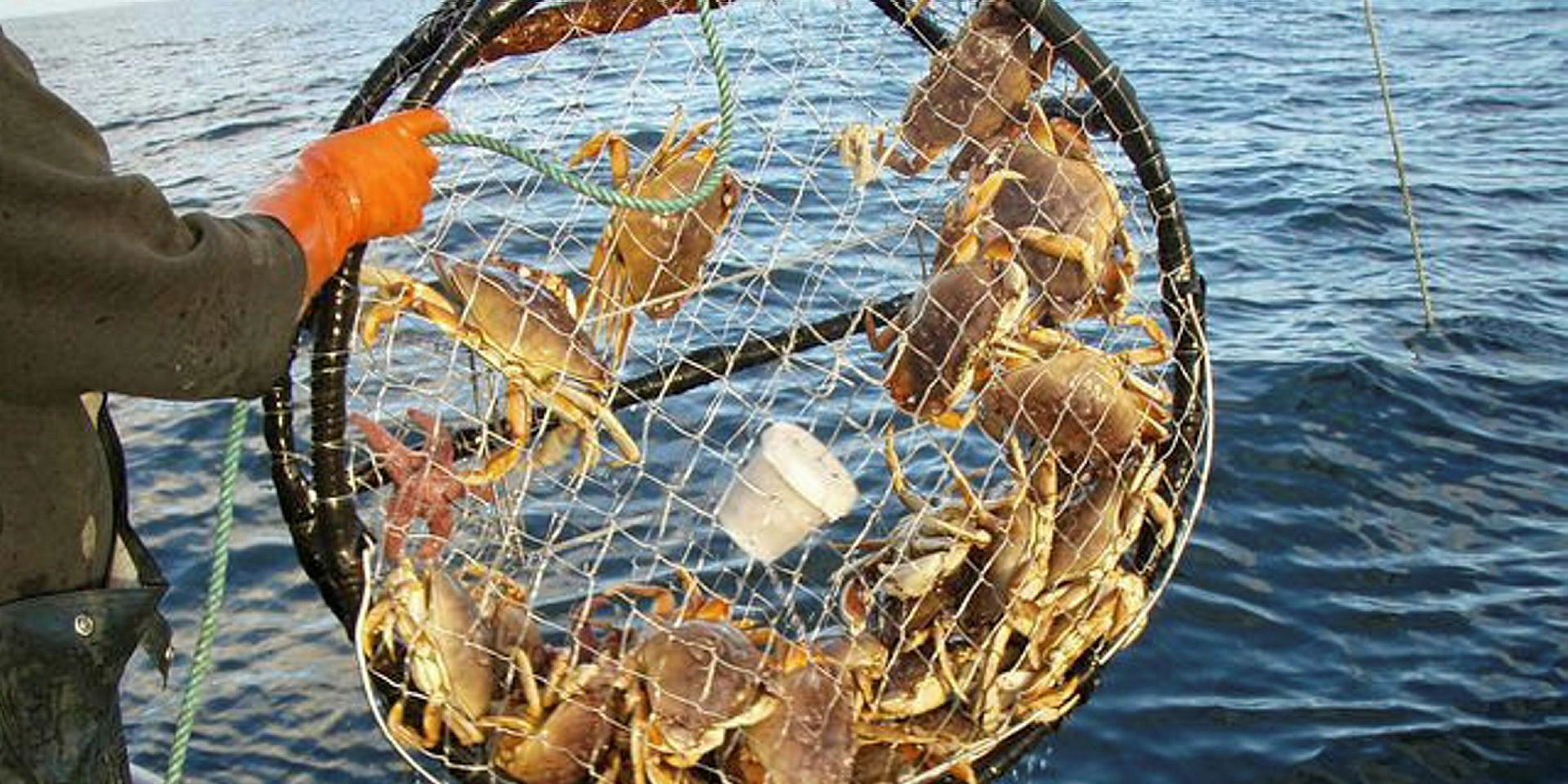 Dungeness crab season kicks off as planned in Bay area | IntraFish.com