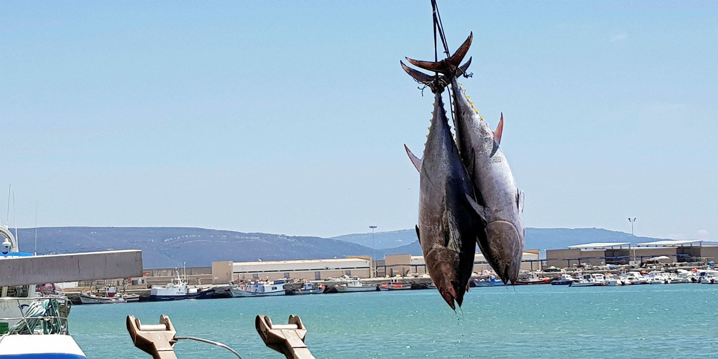 Value of US seafood imports continues to climb through September ...