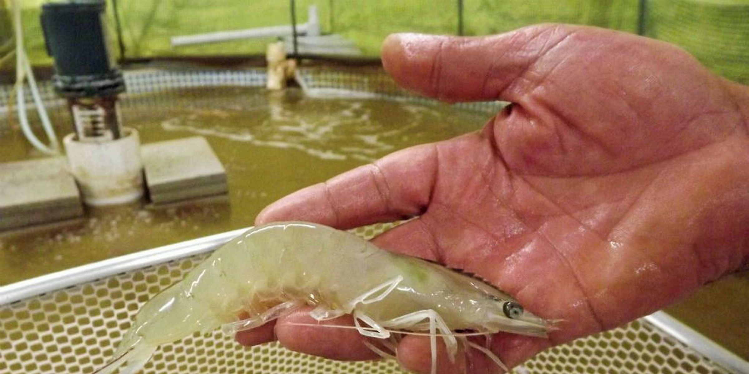 Farm Focus: Land-based shrimp farmer creating a niche for live, fresh ...