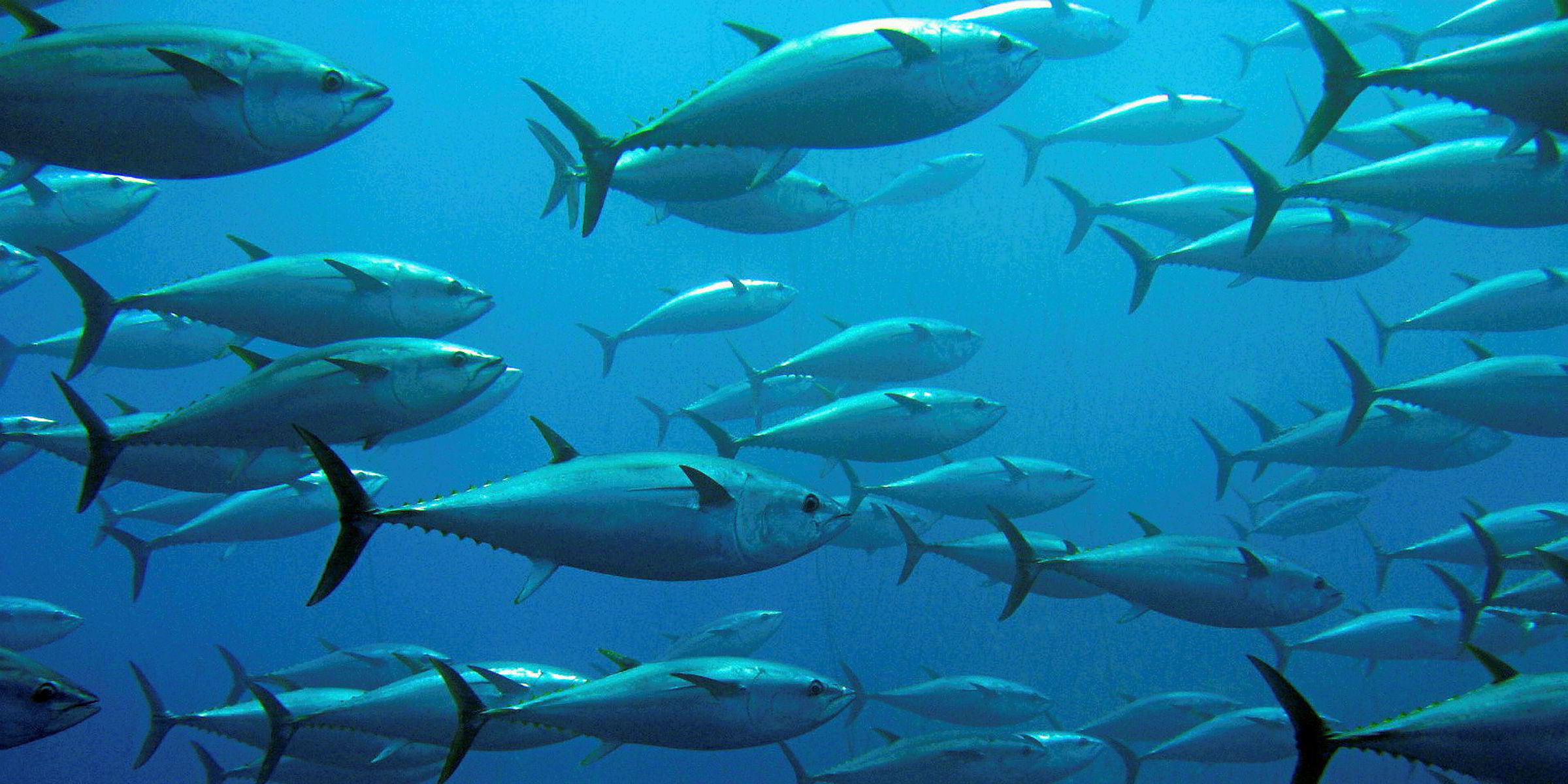 Tuna 2018 lines up all-star cast | IntraFish.com