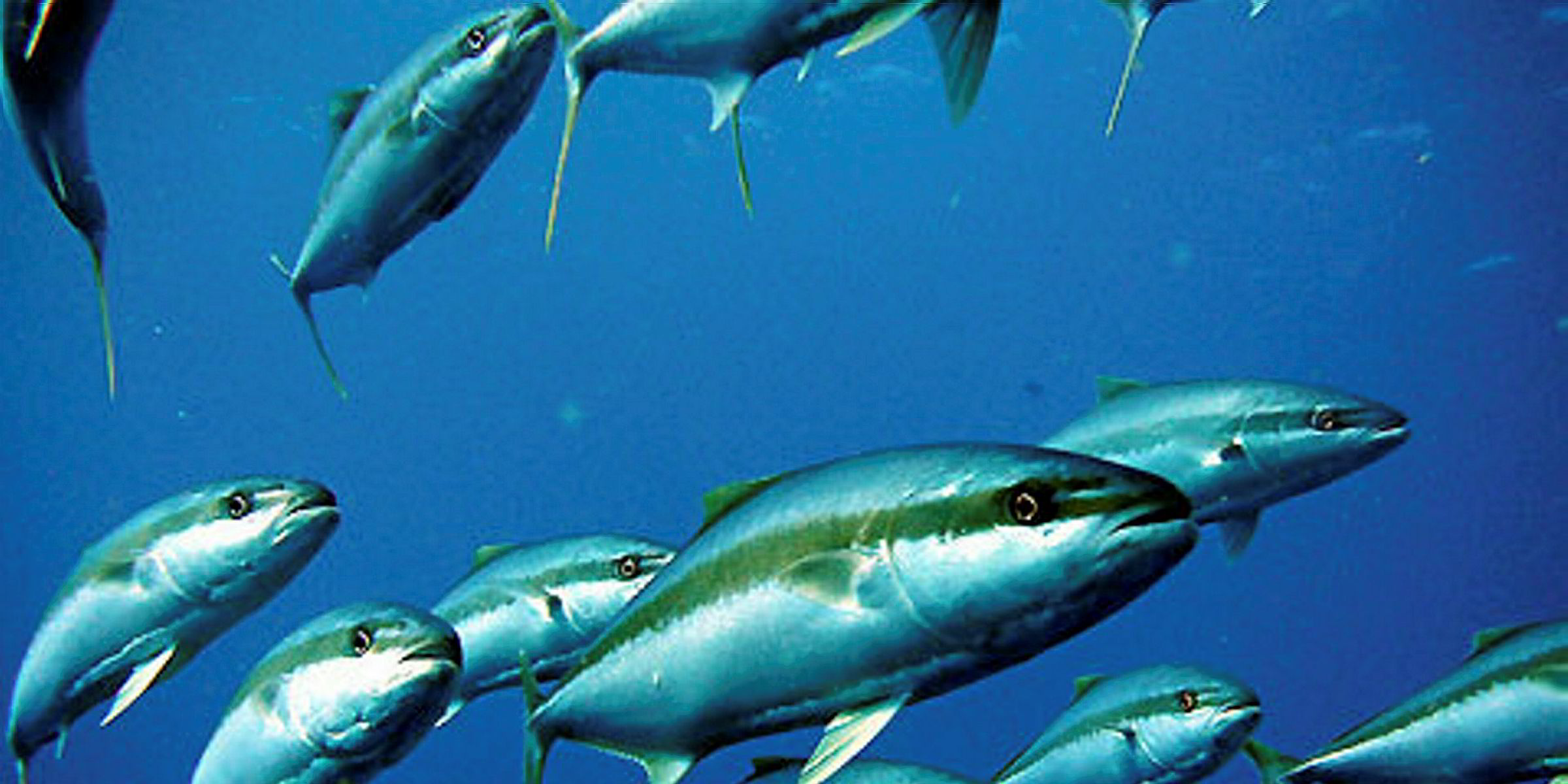 Huon secures licence for new kingfish farming zone in western Australia ...