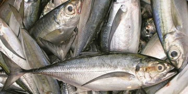 Namibian government criticized as Fishcor gets lion share of mackerel ...