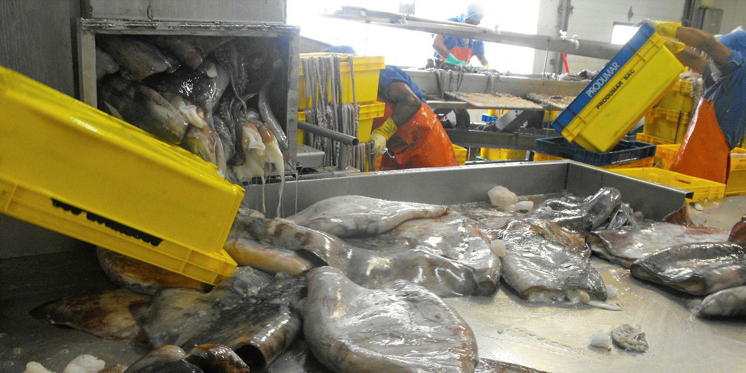 Peru begins first-ever assessment of giant squid biomass | IntraFish.com