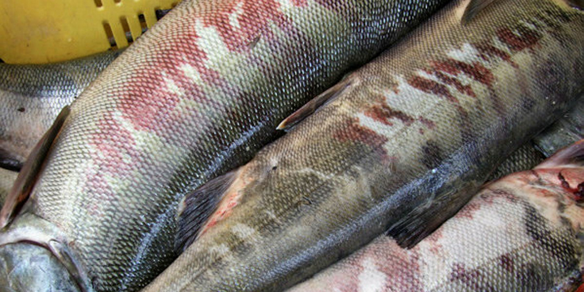 Russian salmon fishery enters MSC assessment | IntraFish.com