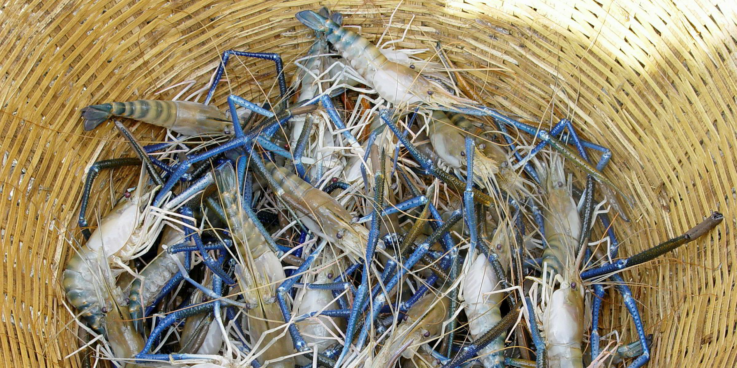 Indian shrimp farmers get $1.6 billion boost | IntraFish.com