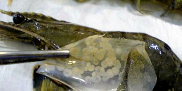 Do you know the true cost of aquaculture diseases? | IntraFish.com