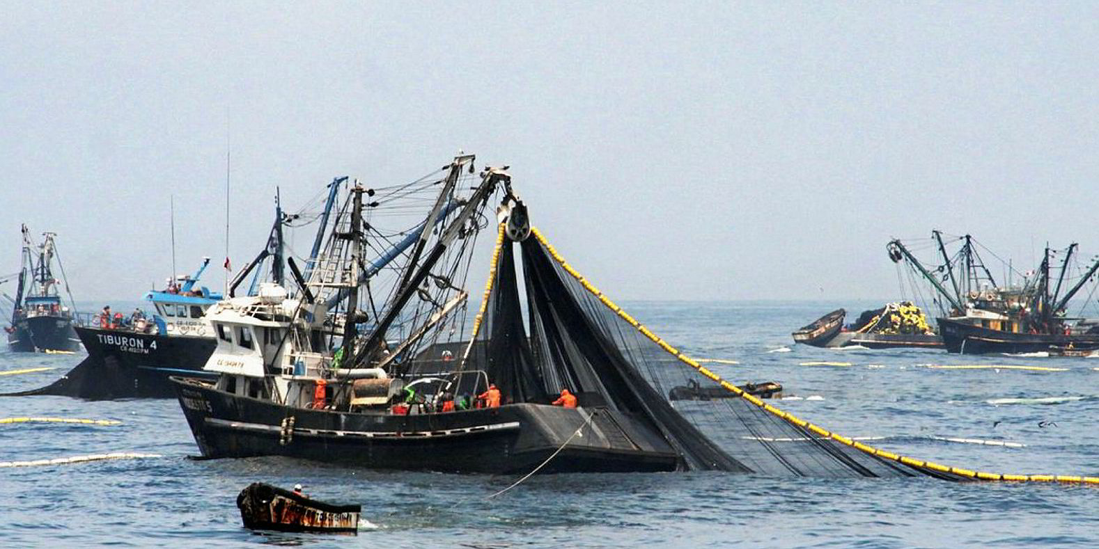 Sharp rise in Peru anchovy landings boosts fishmeal sector | IntraFish.com