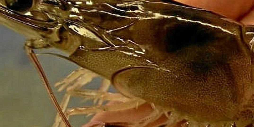 Happy Prawns er snart klar for å oppdrette tropiske reker i Norge ...