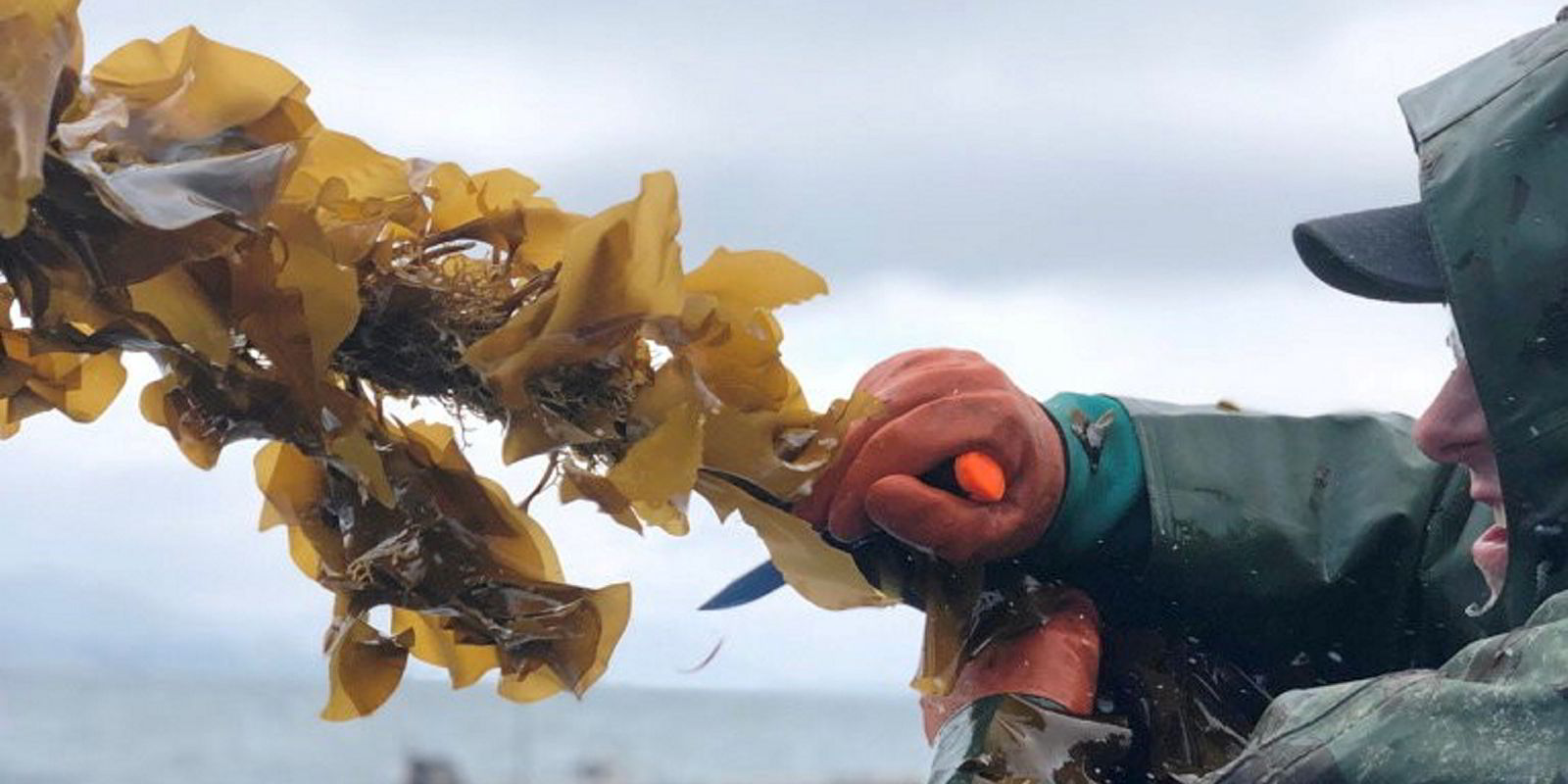 Seaweed startup partners with Irish shellfish farmers | IntraFish.com