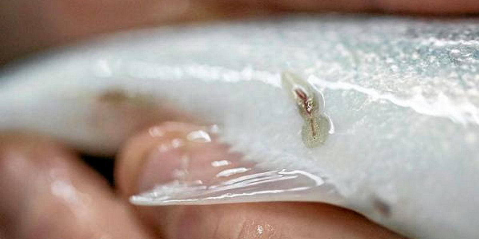 EU deals potential setback to Benchmark’s rollout of new sea lice ...