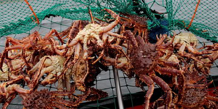 Russian crab harvesting giant kicks off first EU sales | IntraFish.com