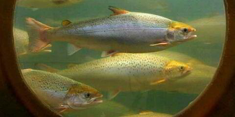 IntraFish.com | Latest seafood, aquaculture and fisheries news