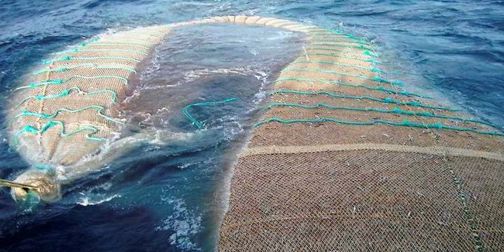 'Squander the opportunity, and the market will walk': Aquaculture feed ...