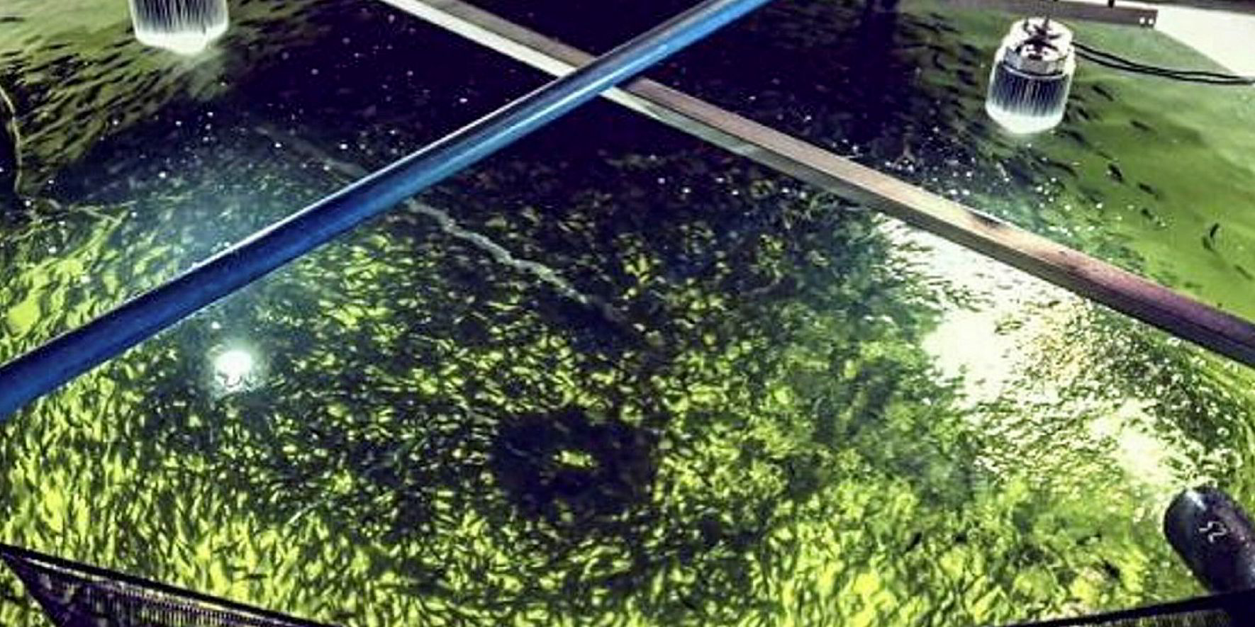 Atlantic Sapphire's salmon reach pre-smolt stage at US land-based site ...