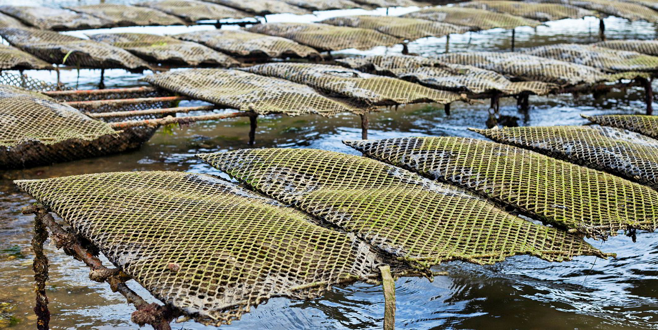 The future of France's aquaculture industry | IntraFish.com