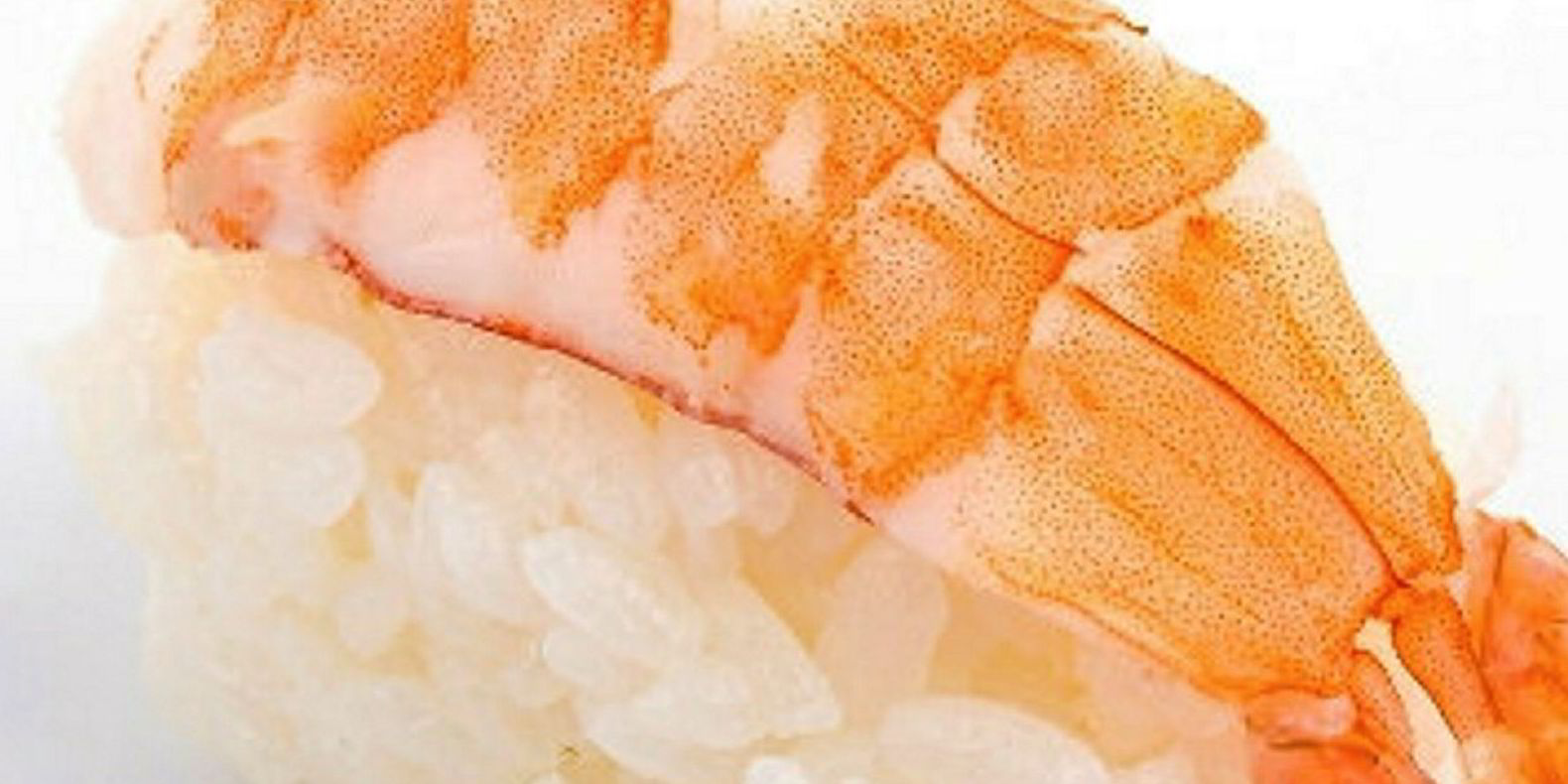 UK sushi maker Ichiban lands deal with Aldi UK stores | IntraFish.com