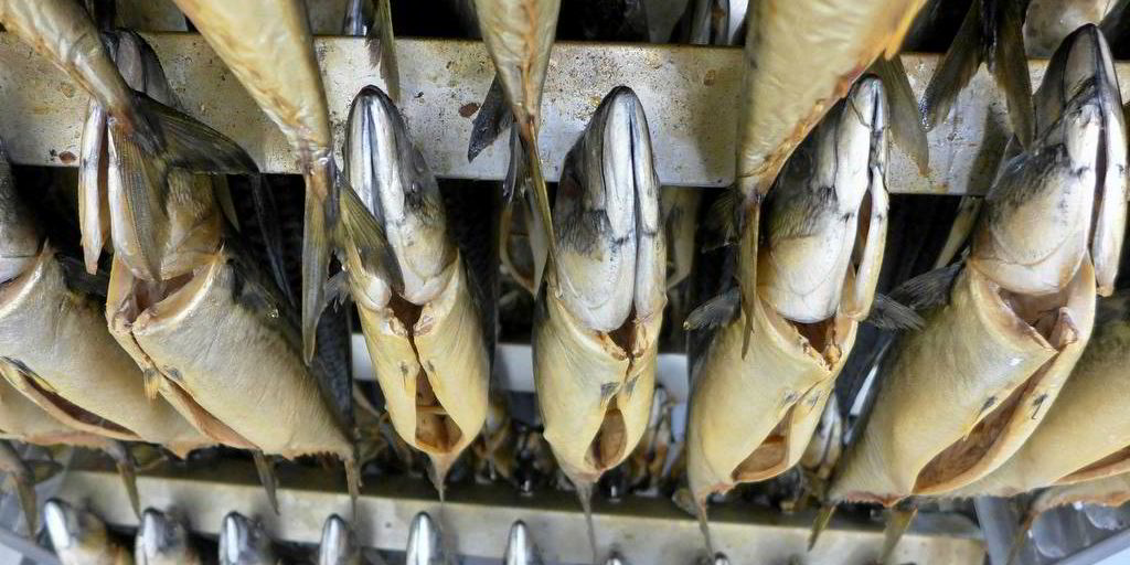 Norsk makrell tar markedsandeler i Japan | Fiskeribladet