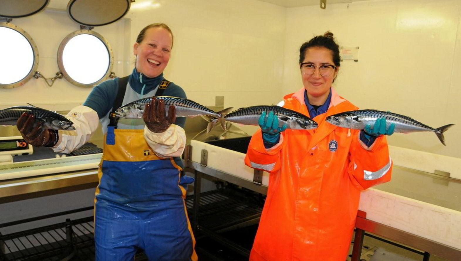 Makrellen er nærmere dobbelt så stor i vekt | Fiskeribladet