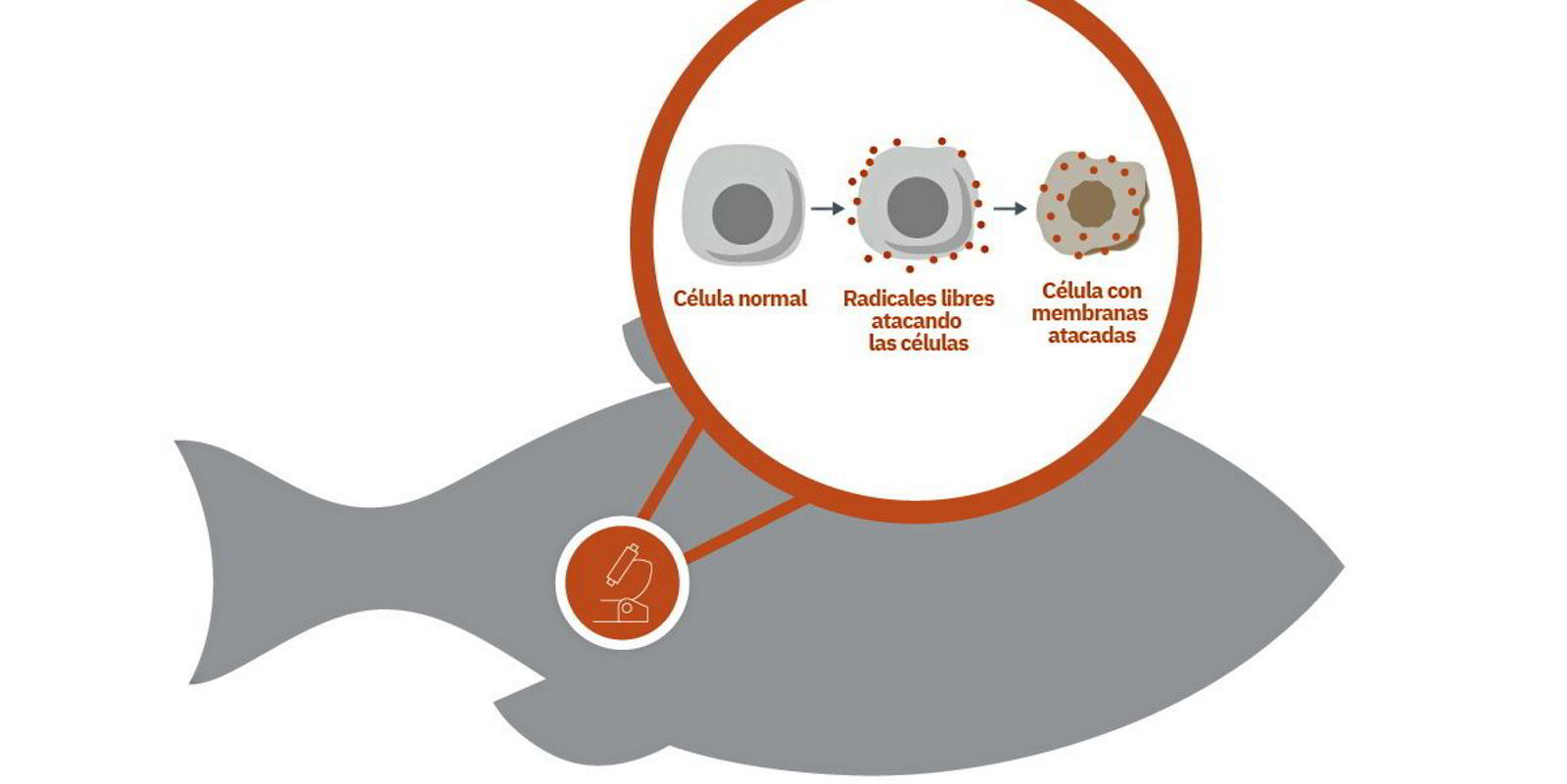 Sponsored Content: Effects of oxidative stress on salmon productivity