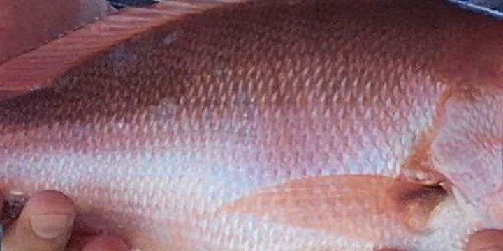 Cuna Del Mar-backed submersible snapper farmer forecasts sharp growth ...