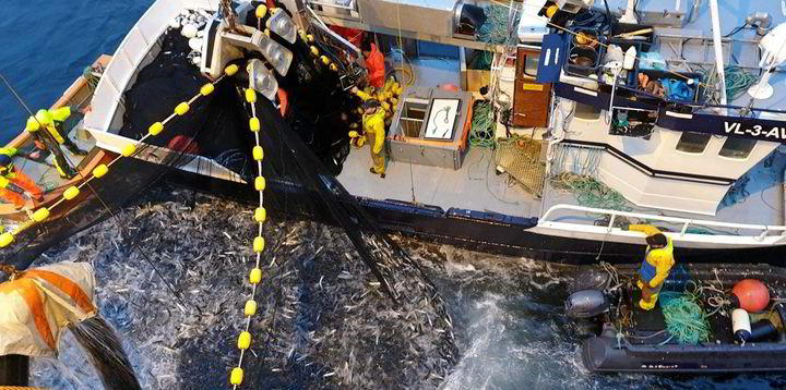 Den norske makrellverdien kan bikke 4 milliarder kroner | Fiskeribladet