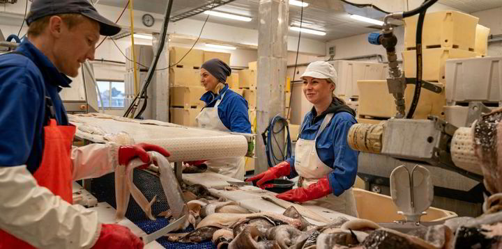 Prisfest for fiskerne: Får 17 kroner for seien, 20 for hysa og 45 for ...