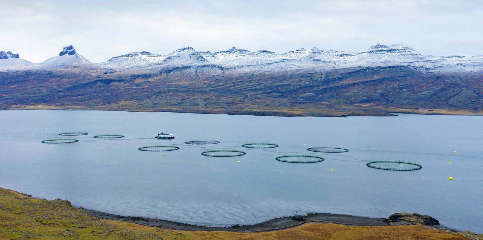 Icelandic salmon farmer Ice Fish Farm confirms ISA, says virus hit ...