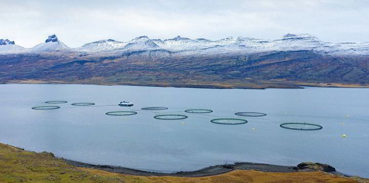 Icelandic salmon farmer Ice Fish Farm confirms ISA, says virus hit ...