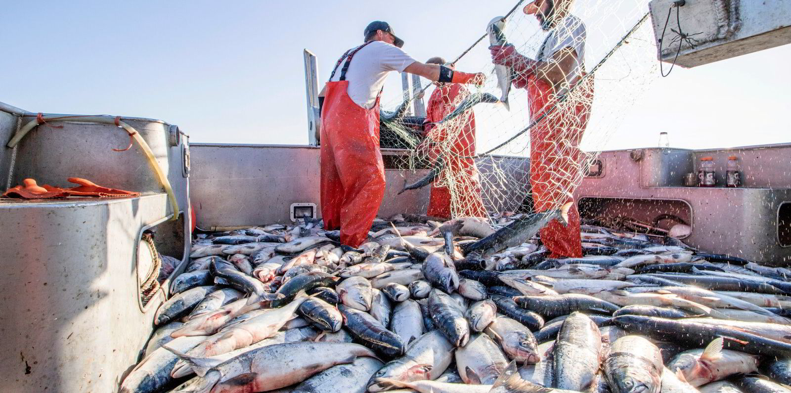 Rabobank: Global seafood trade flow rebounds from pandemic to hit $164 ...