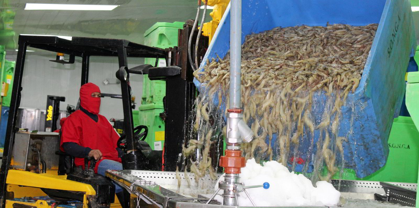 Ecuador farmed shrimp exports near all-time high in March | IntraFish.com