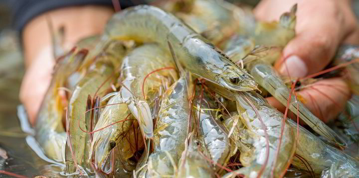 Ecuador shrimp producer Santa Priscila unveils new US distributor ...