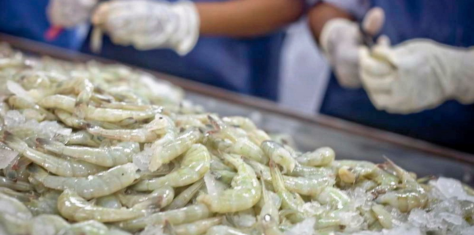 Ecuador's farmed shrimp industry is being pummeled. Can India take ...