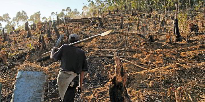 Looking to gas to reduce Africa's deforestation | Upstream Online