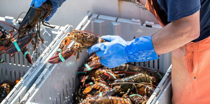 Some seafood buyers drop Maine lobster after red-listing, others 'hope ...