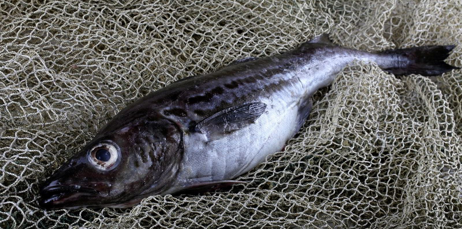 Alaska pollock block, surimi production tumbles as outbreaks disrupt ...