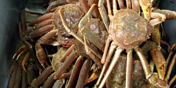 Russia takes advantage of Canadian crab woes, boosting exports to ...