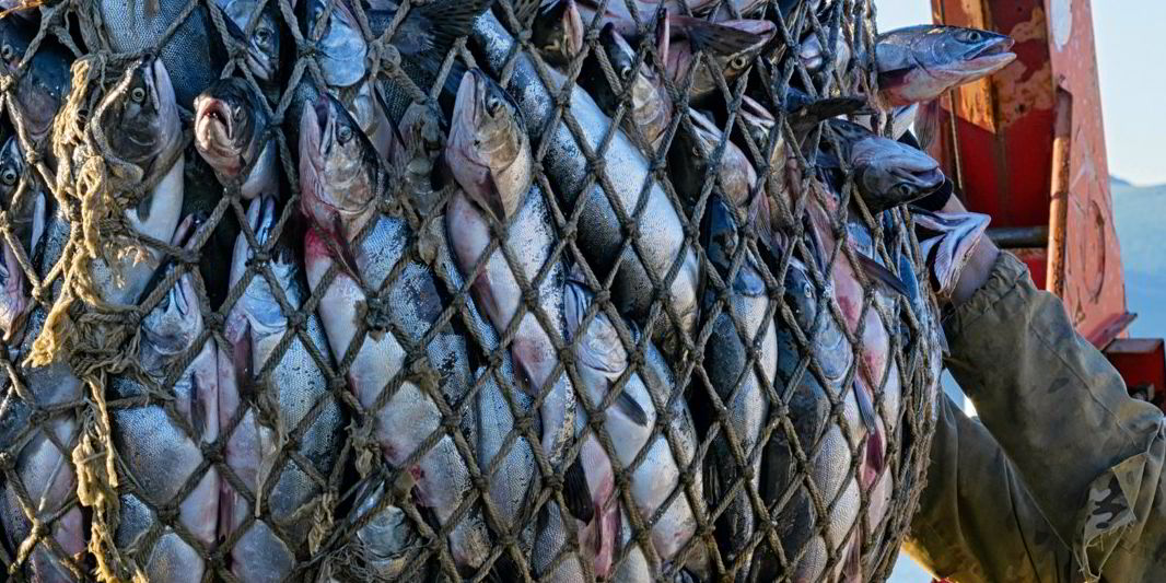 US government corrects export ban for Russian-origin pollock processed ...